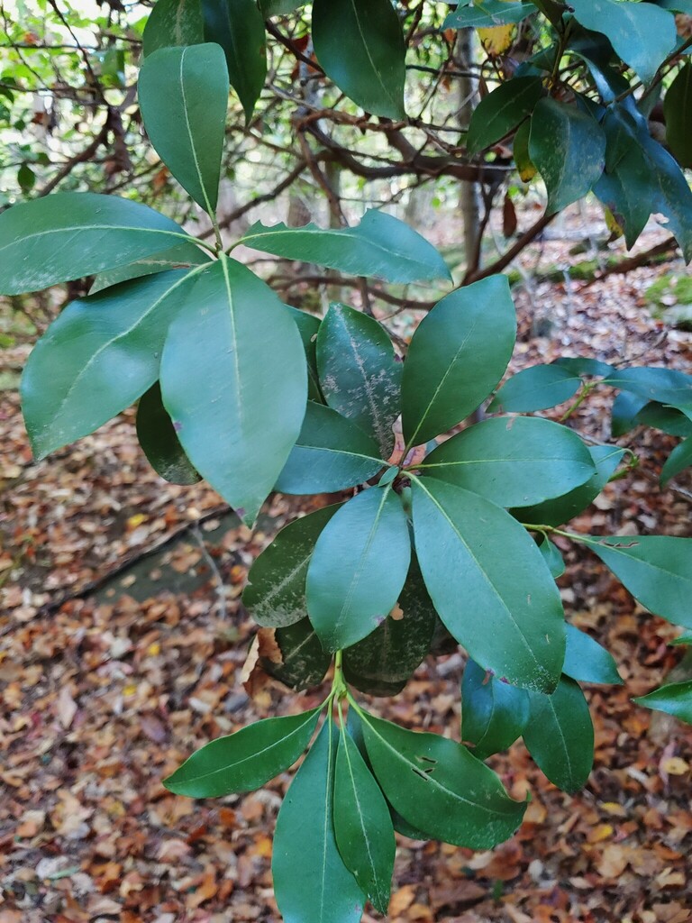 mountain laurel from Dekalb County, GA, USA on October 27, 2023 at 10: ...