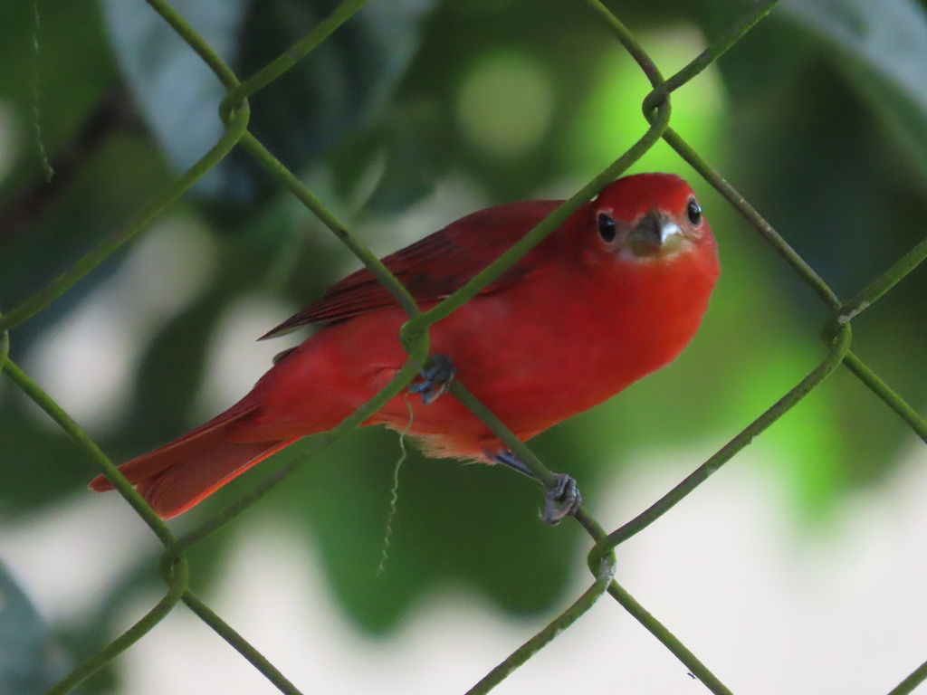 Summer Tanager from Urb. Altamar, Los Algarrobos, Panamá on October 29 ...