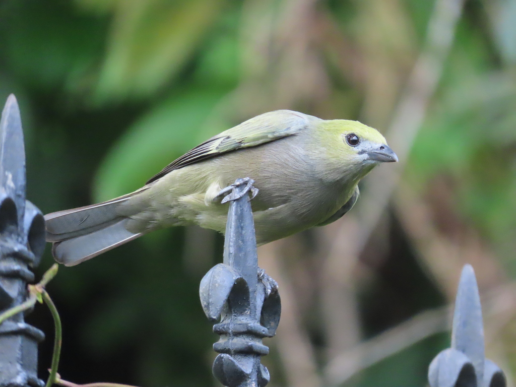 Palm Tanager from Urb. Altamar, Los Algarrobos, Panamá on October 29 ...