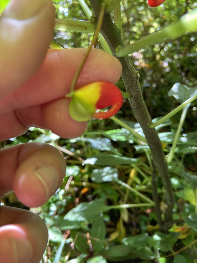 Congo cockatoo from Chemin du Roy, Giverny, Normandie, FR on October 24 ...