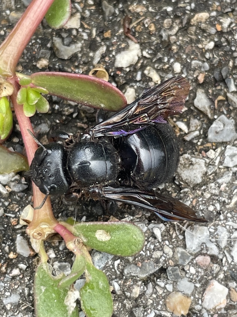 Large Carpenter Bees from Trattfelderstraße, Graz, Steiermark, AT on ...
