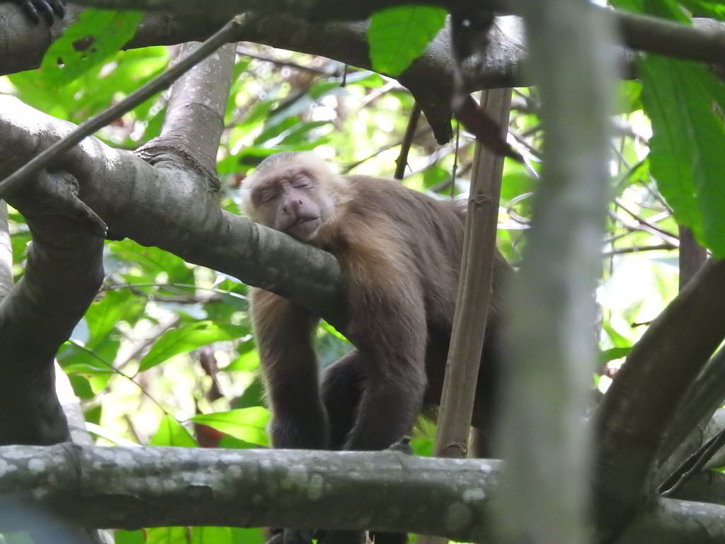 Santa Marta White-fronted Capuchin in September 2023 by César María ...