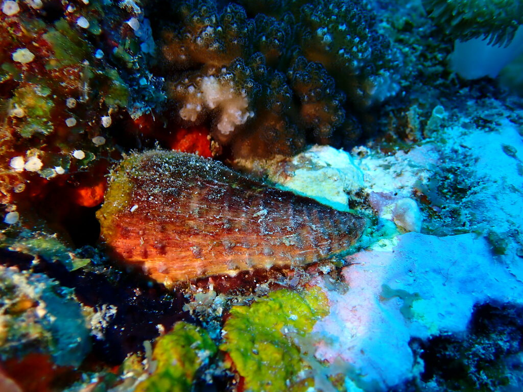 Distant Cone from Fanjove Island, Tanzania on October 28, 2023 at 08:40 ...