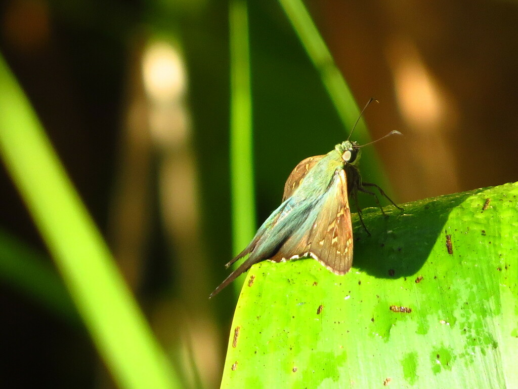 Long-tailed Skipper from Audubon Corkscrew Swamp Sanctuary on October ...