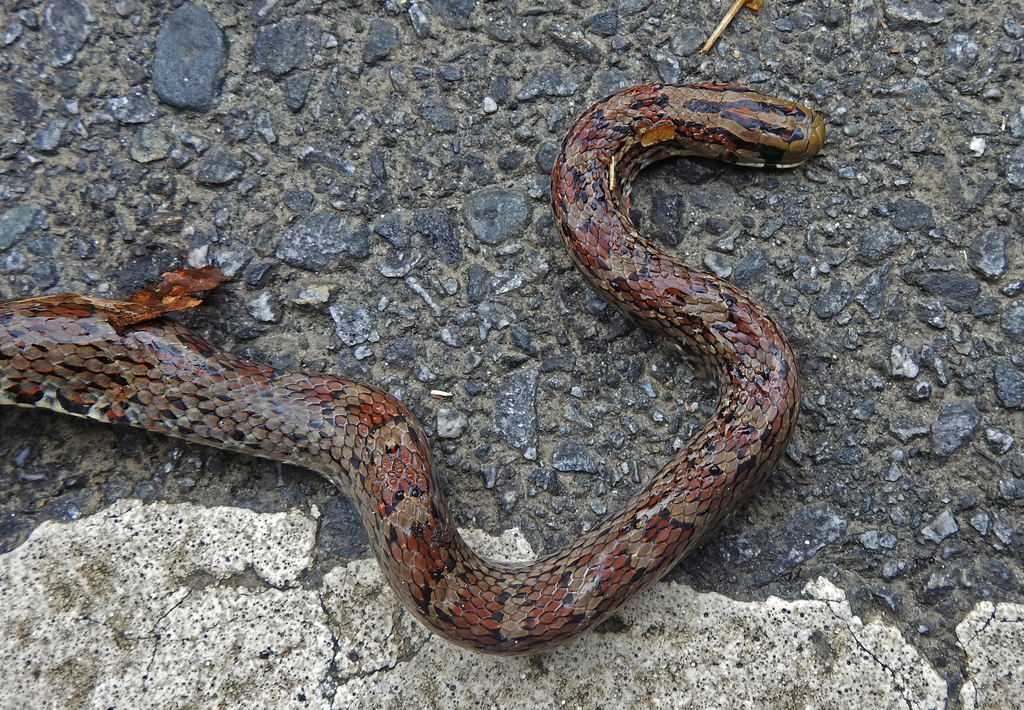 Bella Rat Snake from Mishmi Hills, 792110 on October 15, 2023 at 09:36 ...