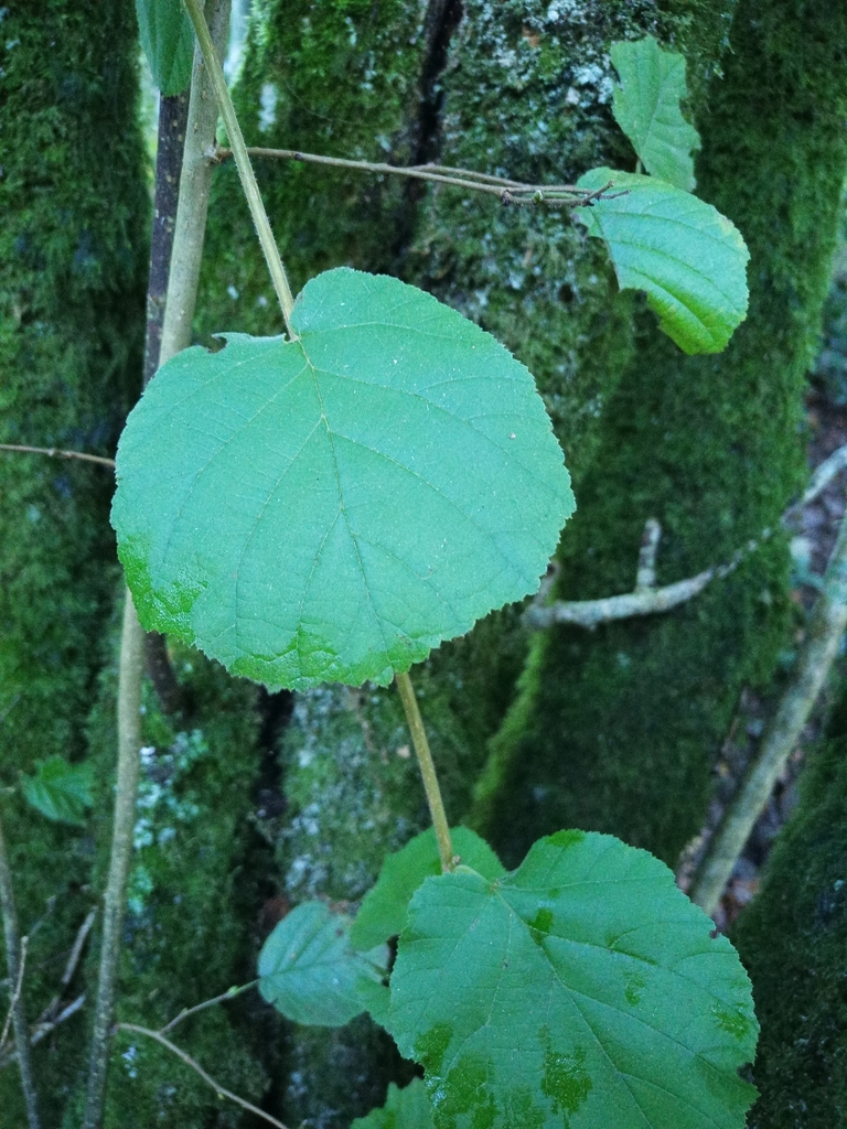 common hazel in October 2023 by mathias_dezetter · iNaturalist