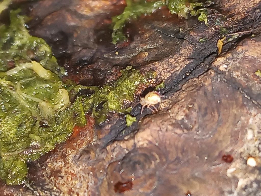 Globular Springtails from Constantia, Cape Town, South Africa on ...