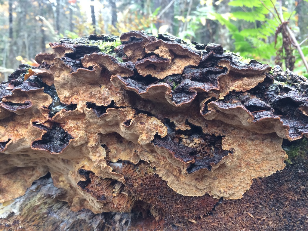 Fungi Including Lichens from Fundy Albert, NB, Canada on October 22 ...