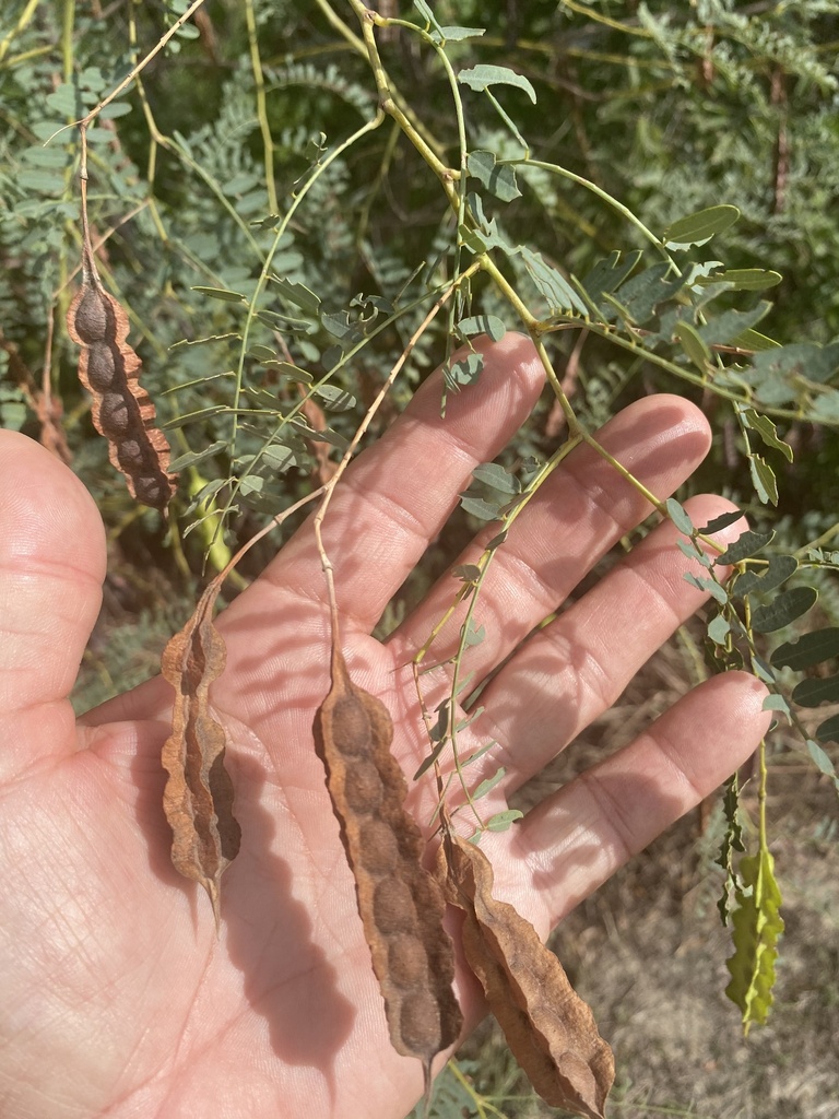 Rattlebush from SH 249 Access Rd, Houston, TX, US on October 29, 2023 ...