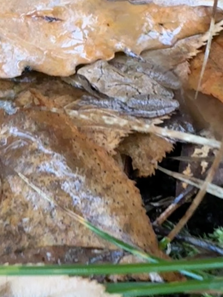 Spring Peeper from Kinnelon, NJ, US on October 29, 2023 at 11:25 AM by ...