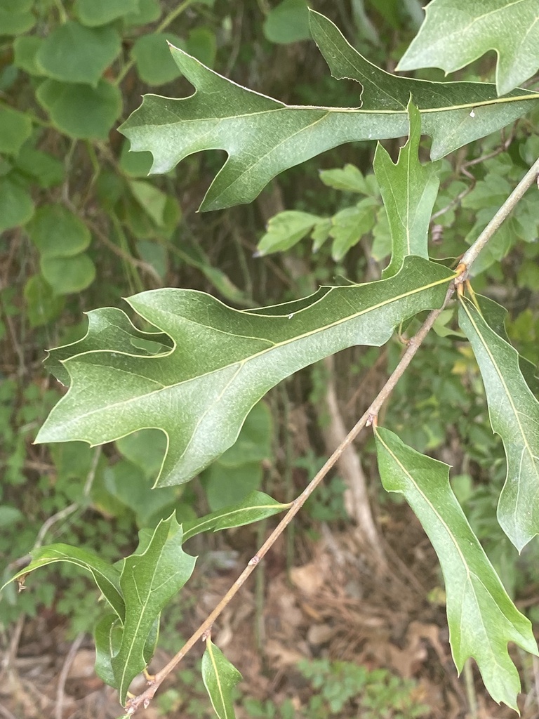water oak from Chasewood, Houston, TX, US on October 29, 2023 at 10:12 ...