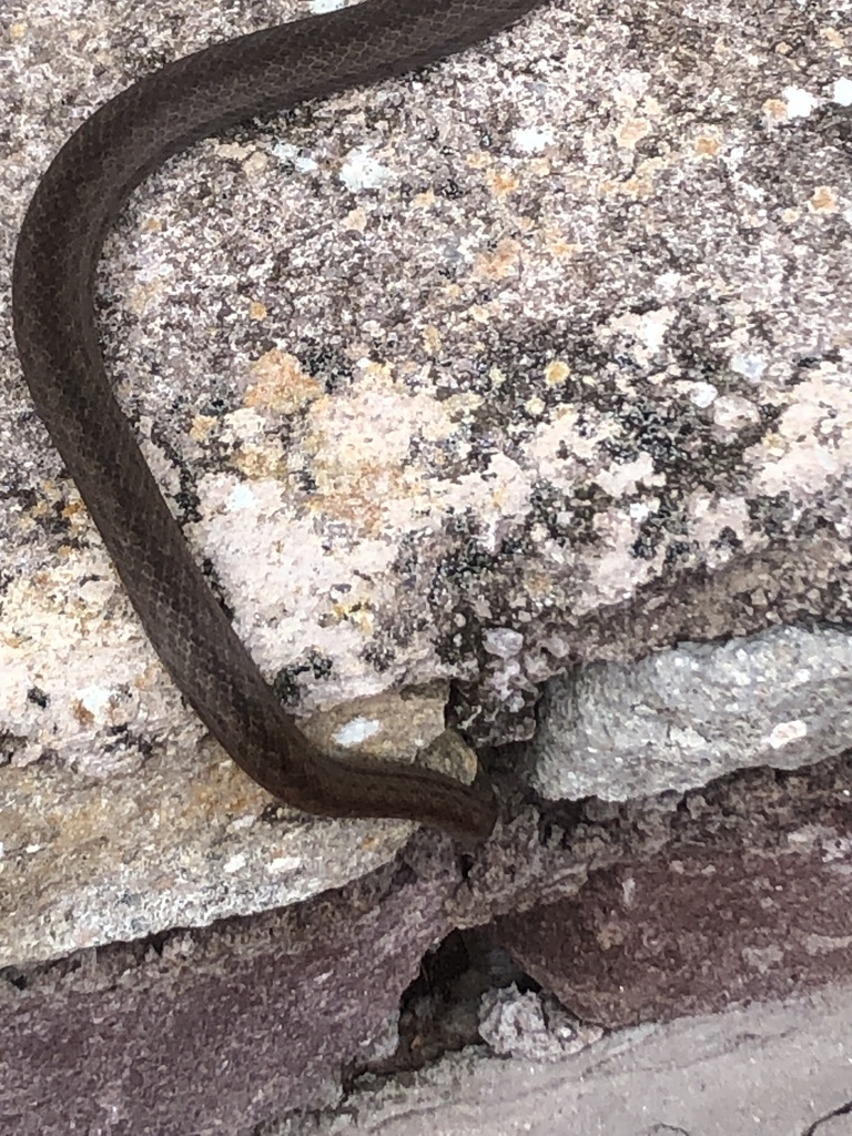 Red-bellied Racer in October 2023 by lhaller · iNaturalist
