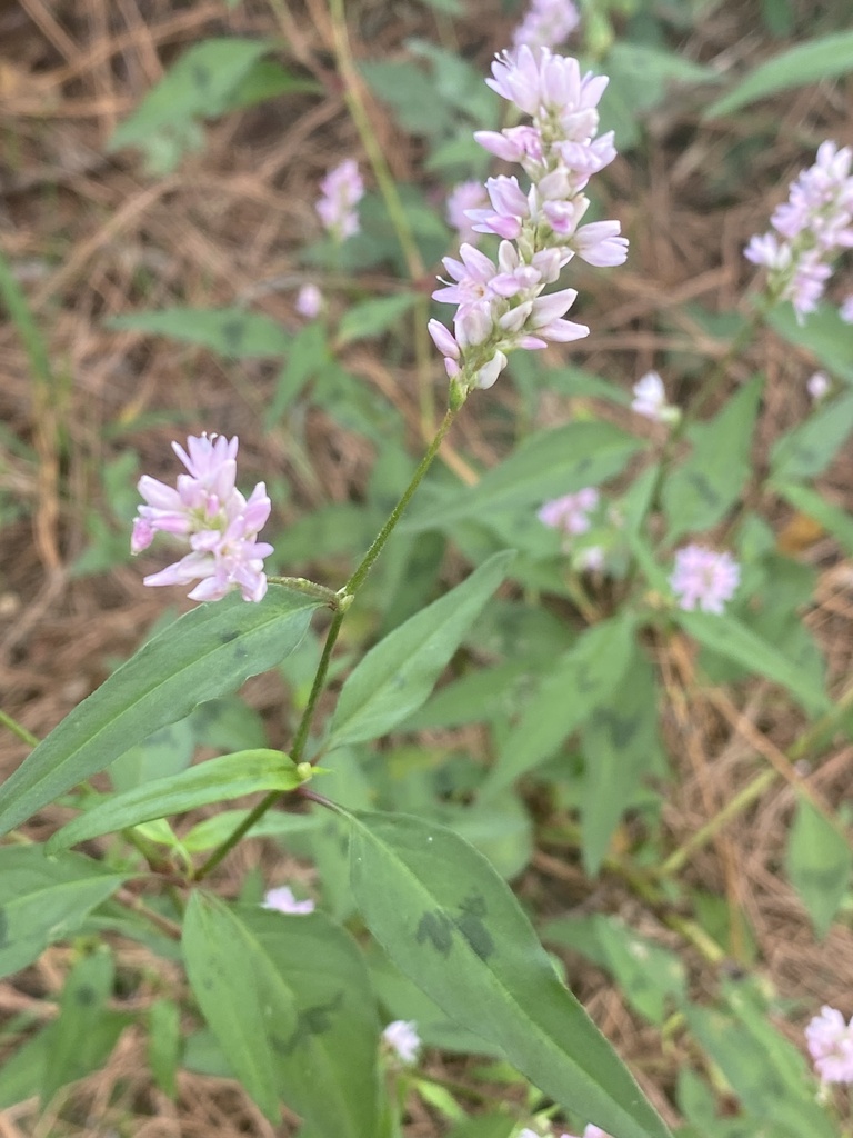 Pink Smartweed from Chasewood, Houston, TX, US on October 29, 2023 at ...