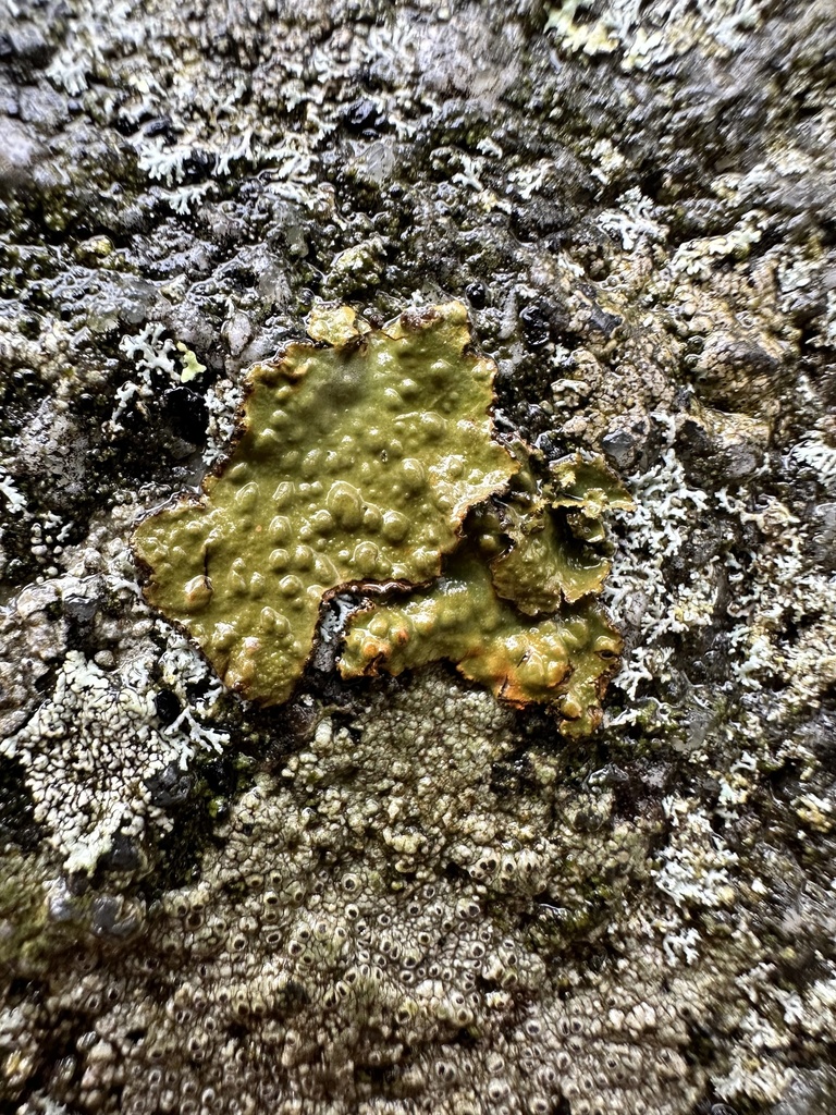 Common Toadskin Lichen from Kinnelon, NJ, US on October 29, 2023 at 11: ...