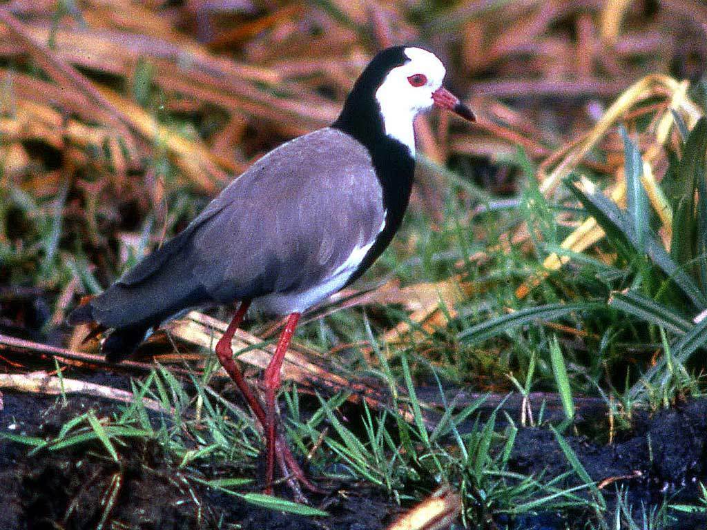 Long-toed Lapwing (Birds of Kenya) · iNaturalist