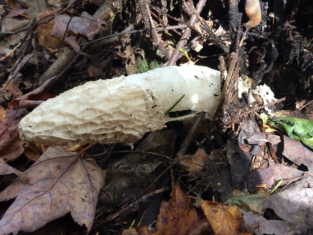 Skirted Stinkhorn from Irishtown Nature Park, Moncton, NB on October 15 ...