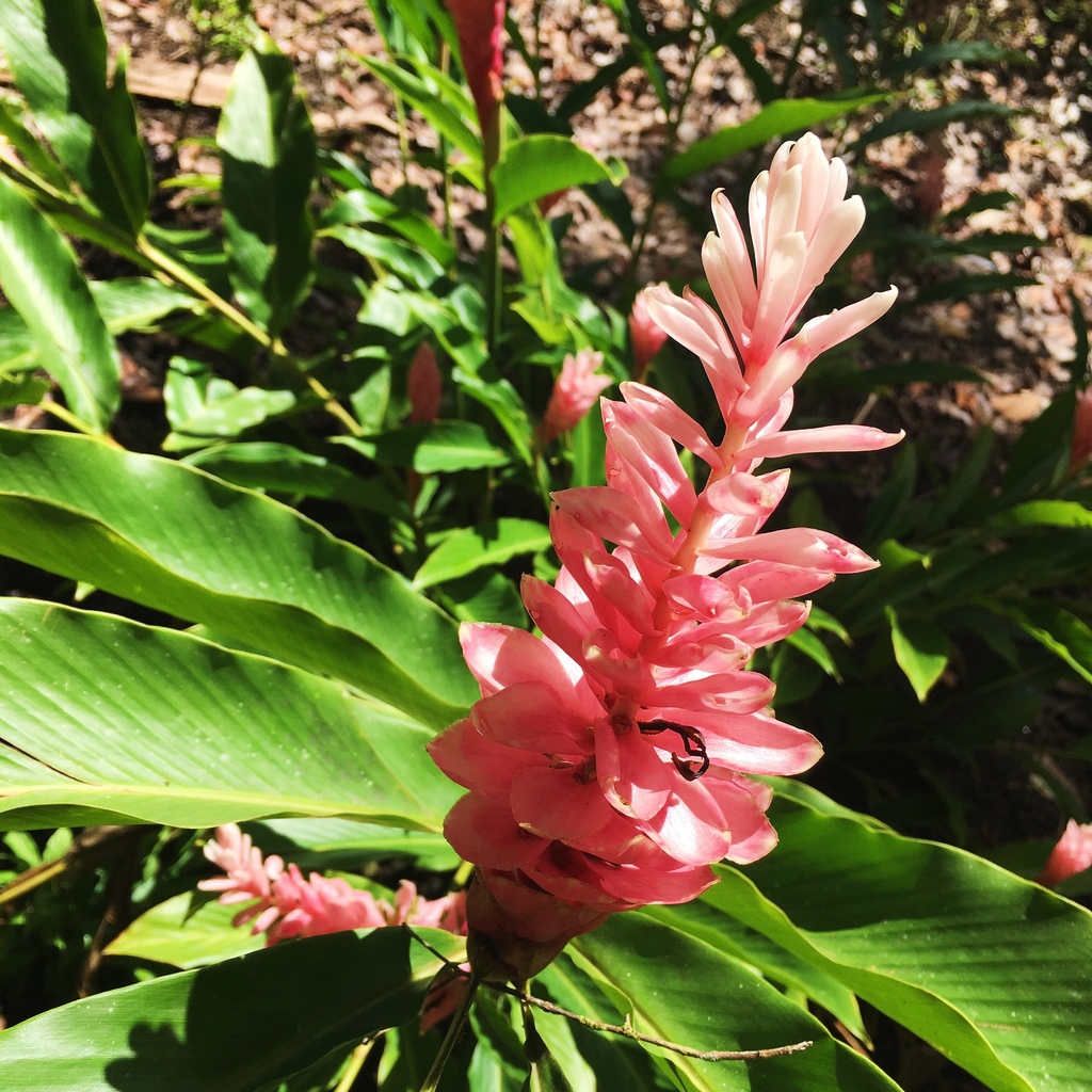 Red Ginger from Saint Lucia on January 5, 2019 at 10:55 AM by ...