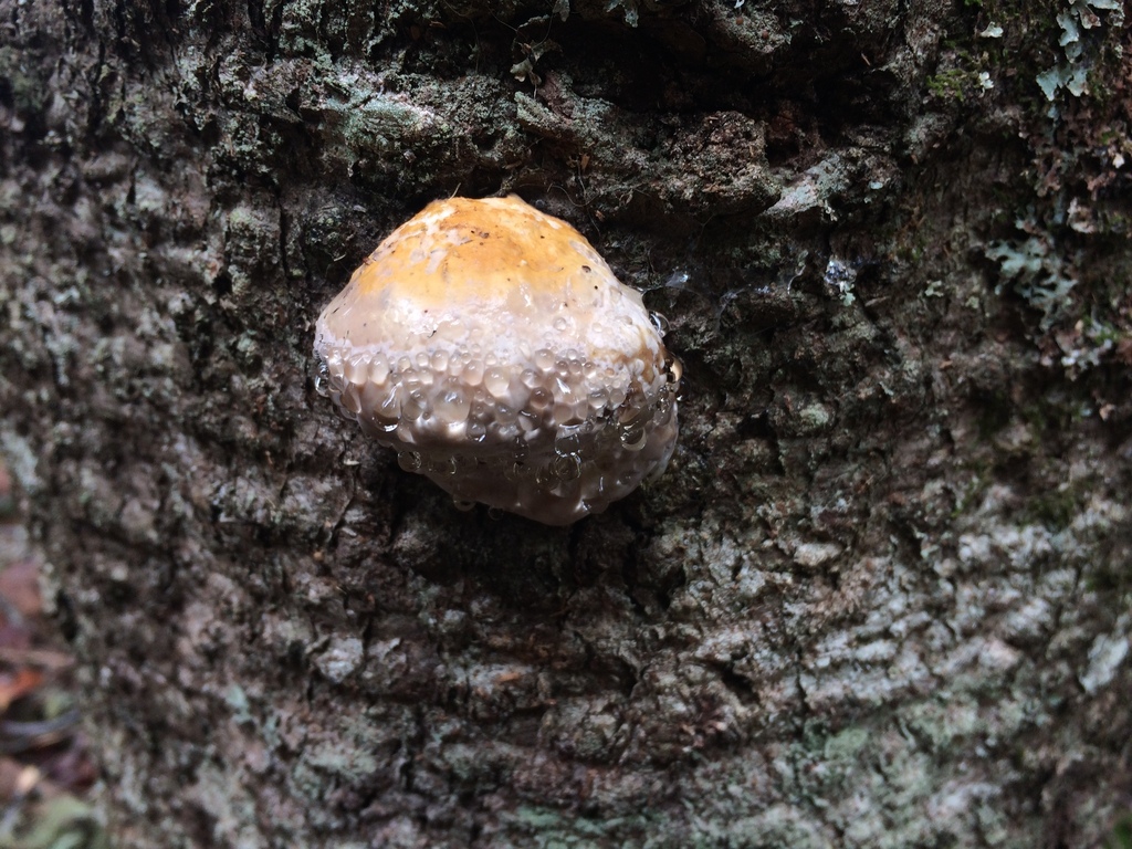 green cheese polypore from Irishtown Nature Park, Moncton, NB on ...