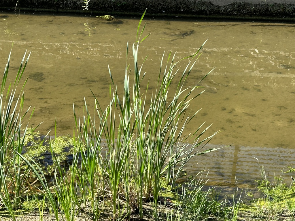giant wild rye from Brea Creek, Fullerton, CA, USA on October 28, 2023 ...