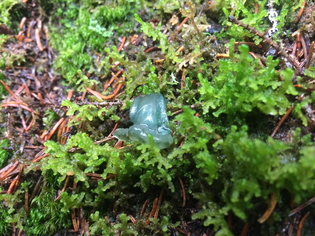 Fungi Including Lichens from Fundy Albert, NB, Canada on October 22 ...