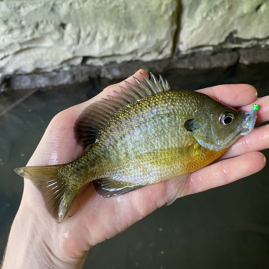 Northern Bluegill from Stark Strasse, Ann Arbor, MI, US on June 1, 2023 ...