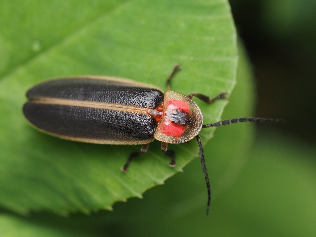 Common Eastern Firefly from Kings, New York, United States on August 16 ...