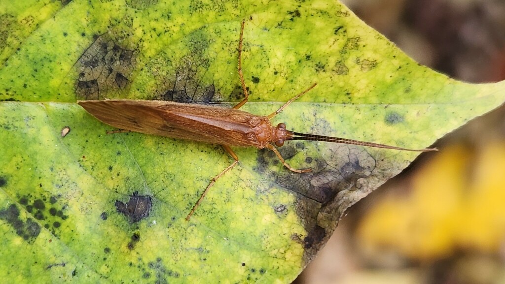 Pycnopsyche from Allegany County, MD, USA on October 28, 2023 at 02:08 ...