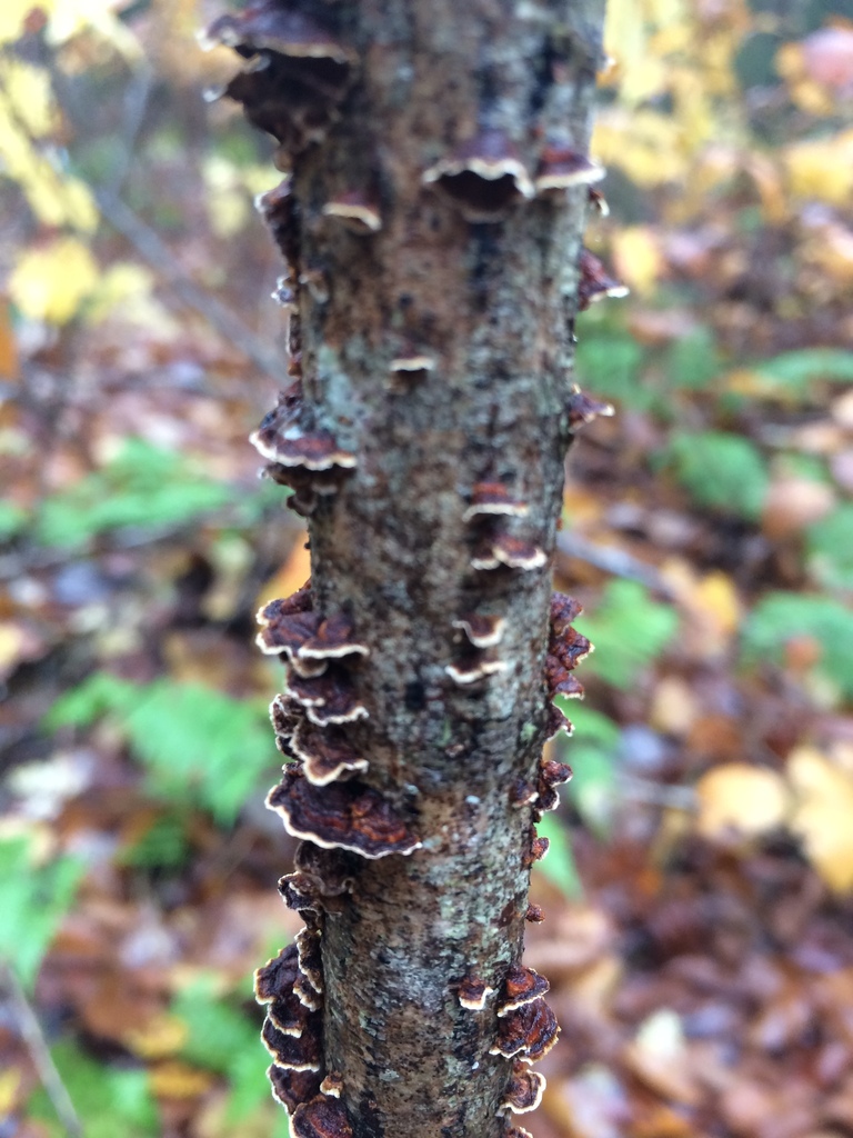 Fungi Including Lichens from Fundy Albert, NB, Canada on October 22 ...
