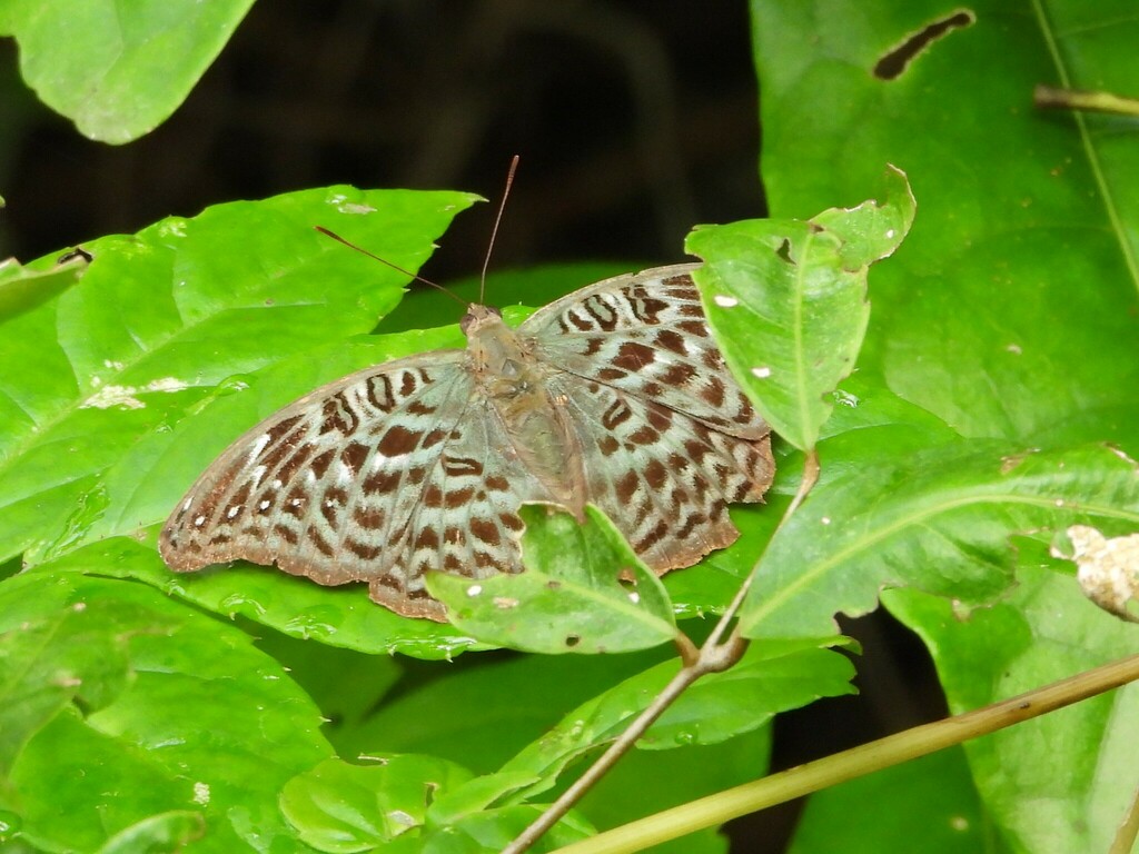 Mottled-green Nymph from Malindi District, Kenia on July 13, 2023 at 08 ...