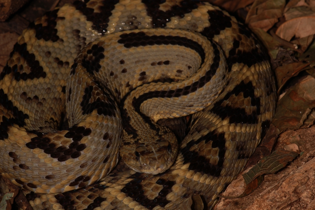Central American Rattlesnake from R9QM+G74, Provincia de Guanacaste ...