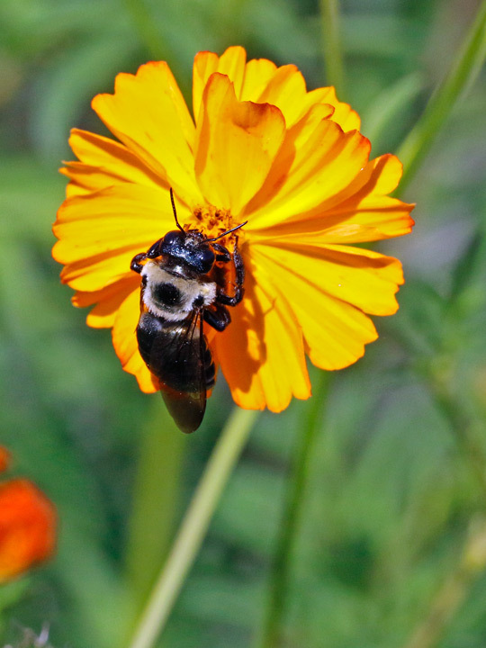 Eastern Carpenter Bee from Hills of Hays, San Marcos, TX 78666, USA on ...
