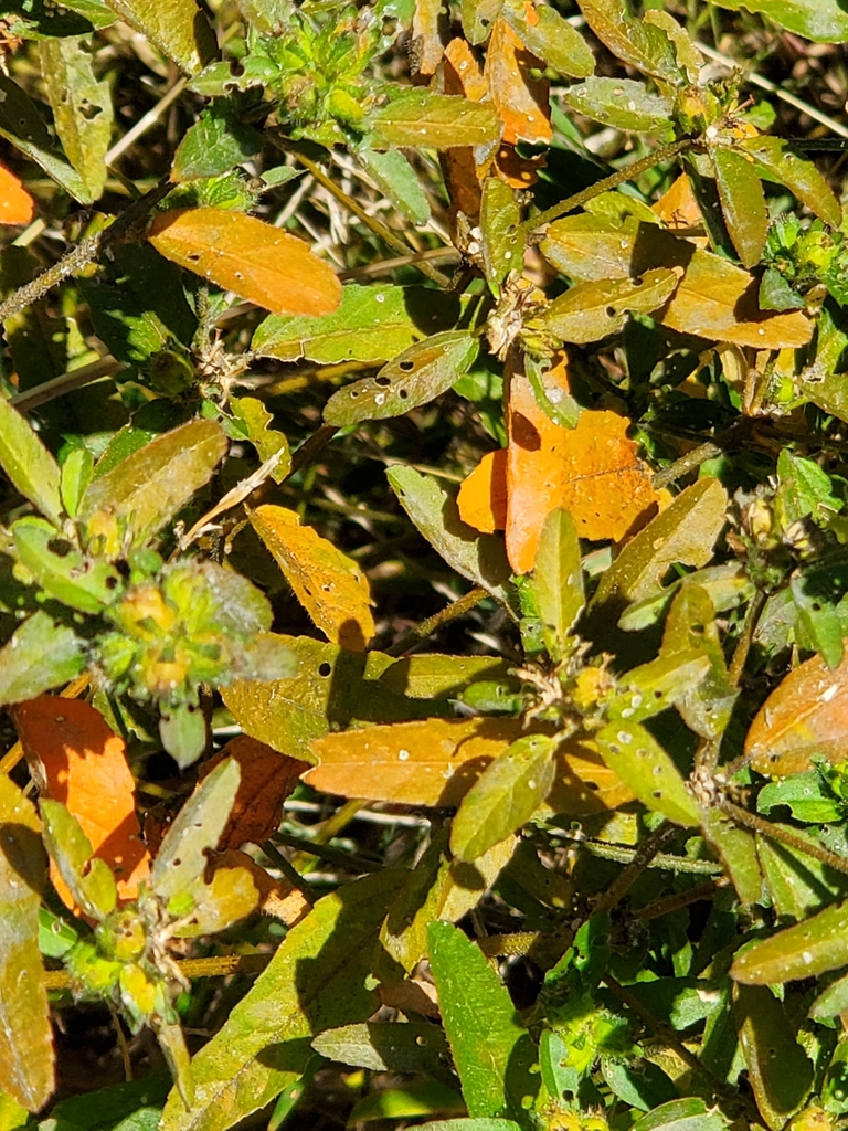 Tropic Croton from 10th St @ Brownlea Dr (Babbit's Bikes ), Greenville ...
