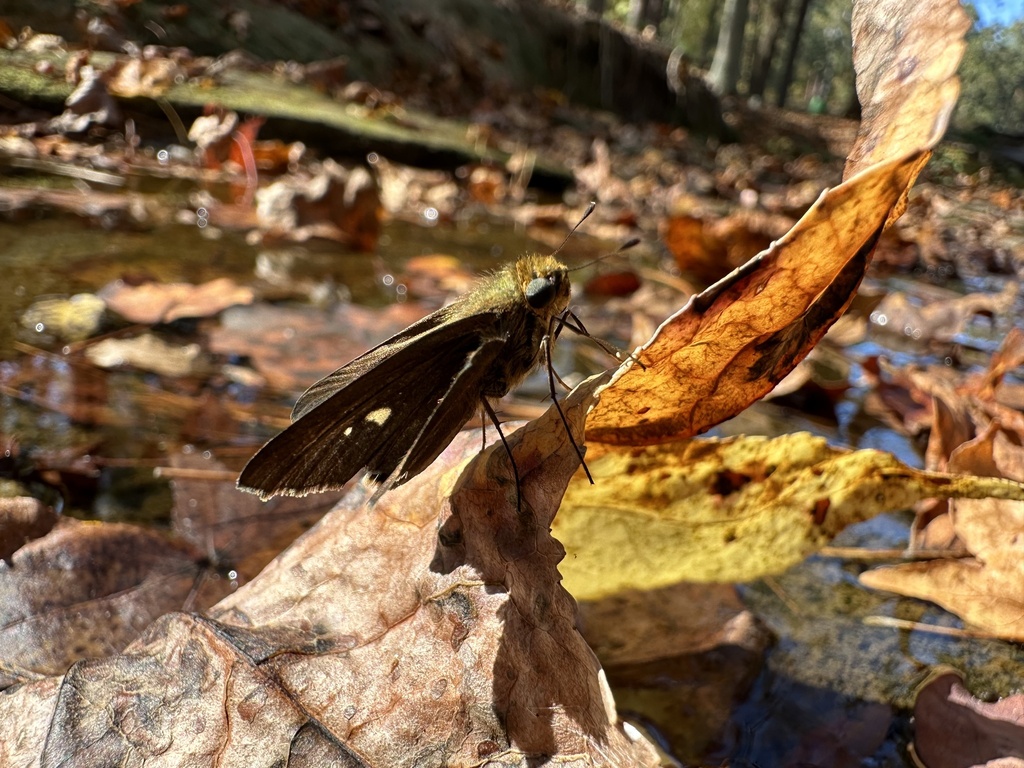 Ocola Skipper from Henderson, NC, US on October 29, 2023 at 12:56 PM by ...