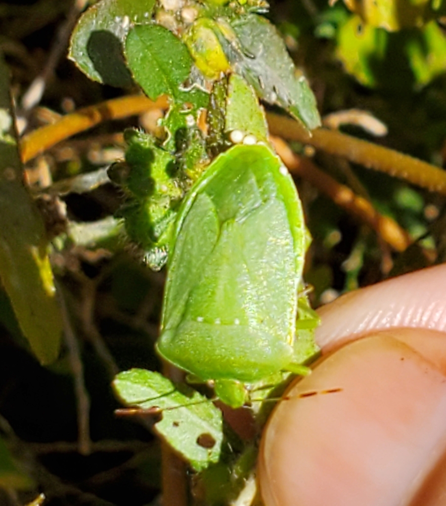 Southern Green Stink Bug from 10th St @ Brownlea Dr (Babbit's Bikes ...