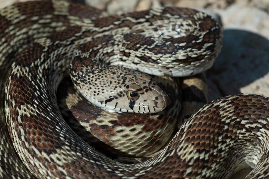 Sonoran Gopher Snake in August 2011 by Moses Michelsohn · iNaturalist