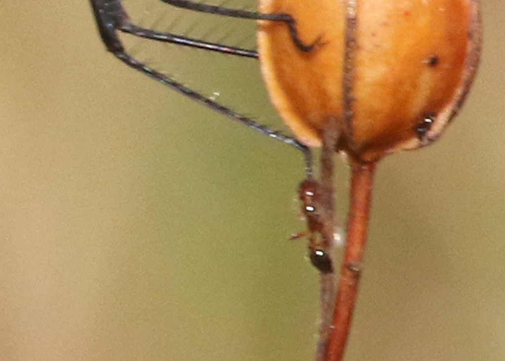 Red Imported Fire Ant from Orange County, FL, USA on October 28, 2023 ...