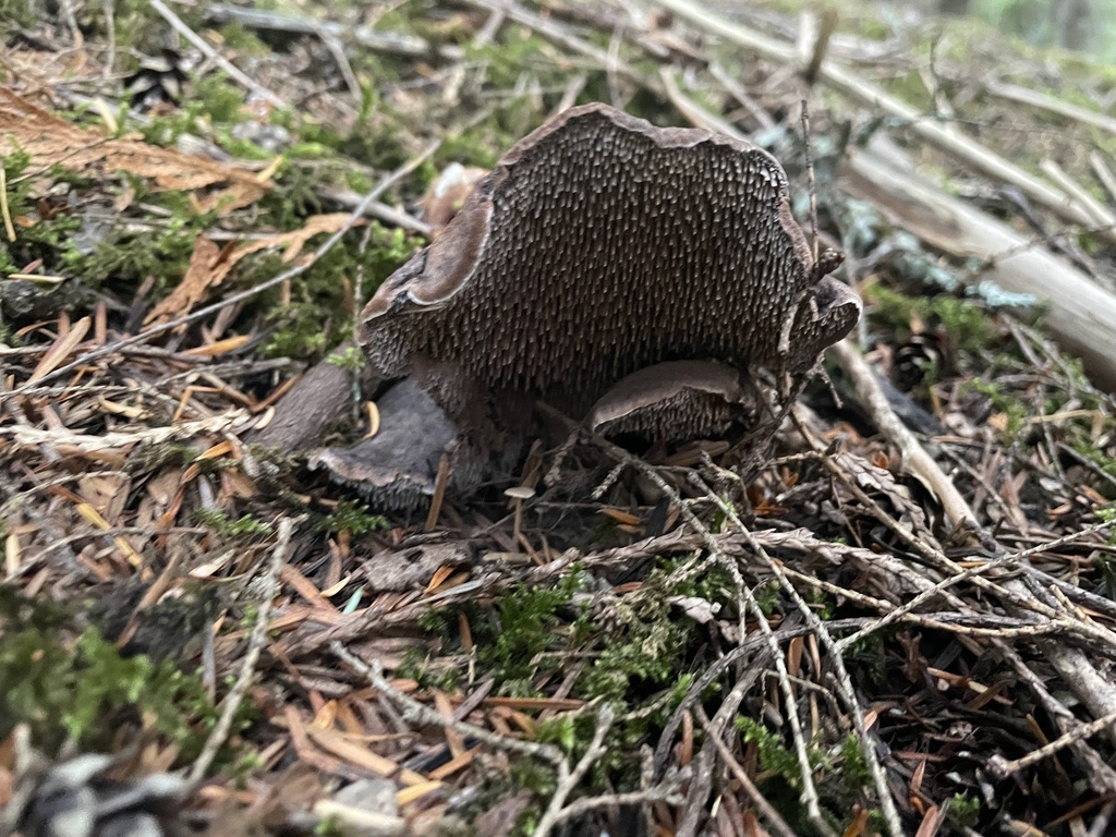 shingled hedgehog from Idaho Panhandle National Forest, Clark Fork, ID ...