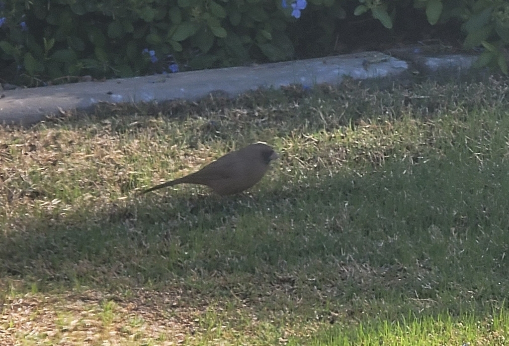Abert's Towhee from Miramonte at the River, Tucson, AZ, USA on October ...