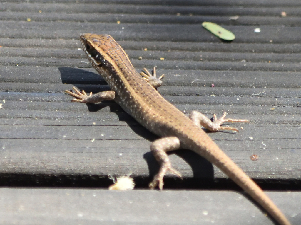 Kalahari Tree Skink from Sambesi, Namibia on August 25, 2022 at 11:55 ...