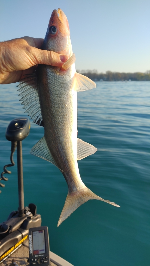 Walleye from St Clair River on April 16, 2023 at 08:04 AM by qfc7 ...