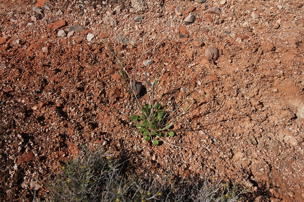 Native American pipeweed from Mesa County, CO, USA on May 4, 2018 at 10 ...