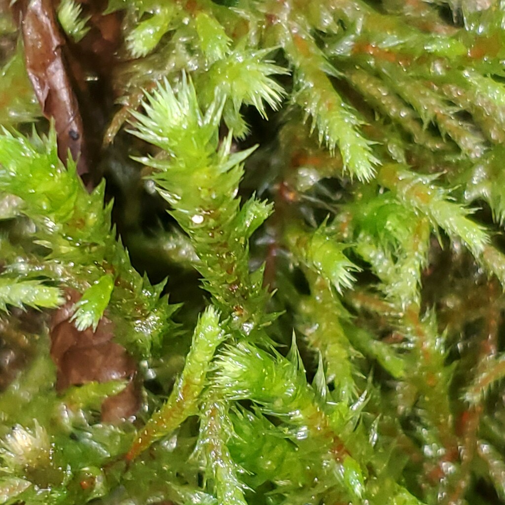 rough goose neck moss from Skagway, AK 99840, USA on September 23, 2023 ...