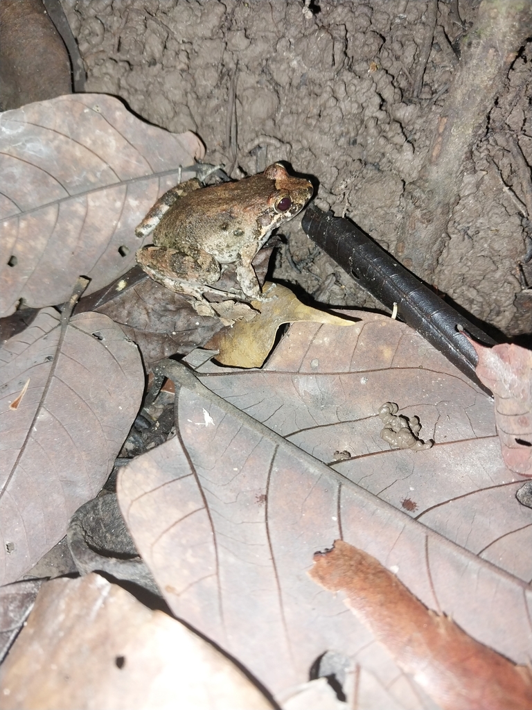 Smooth-skinned Ditch Frog from Sangre Grande Regional Corporation ...