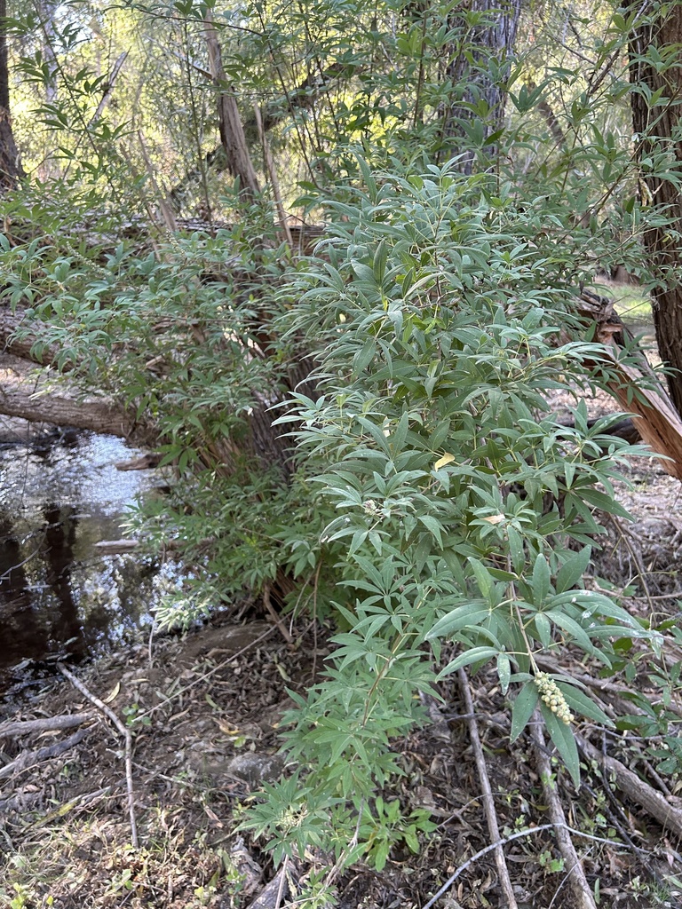 Lilac chaste tree from E Wickenburg Way, Wickenburg, AZ, US on October ...