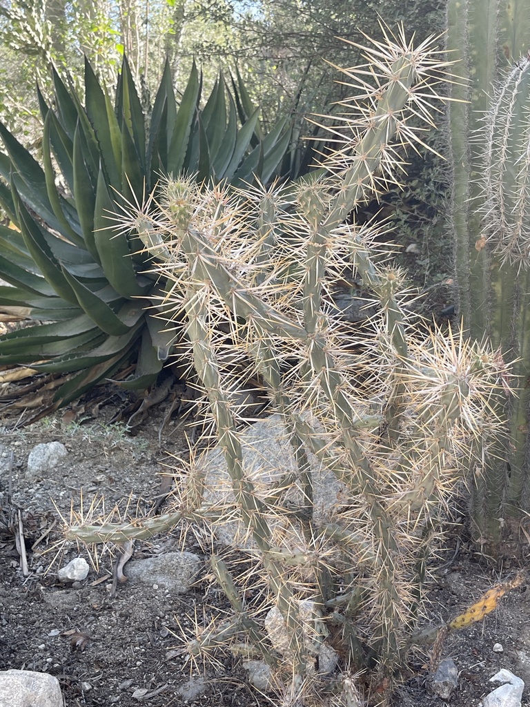 tree cholla from The Living Desert Zoo and Gardens, Palm Desert, CA, US ...