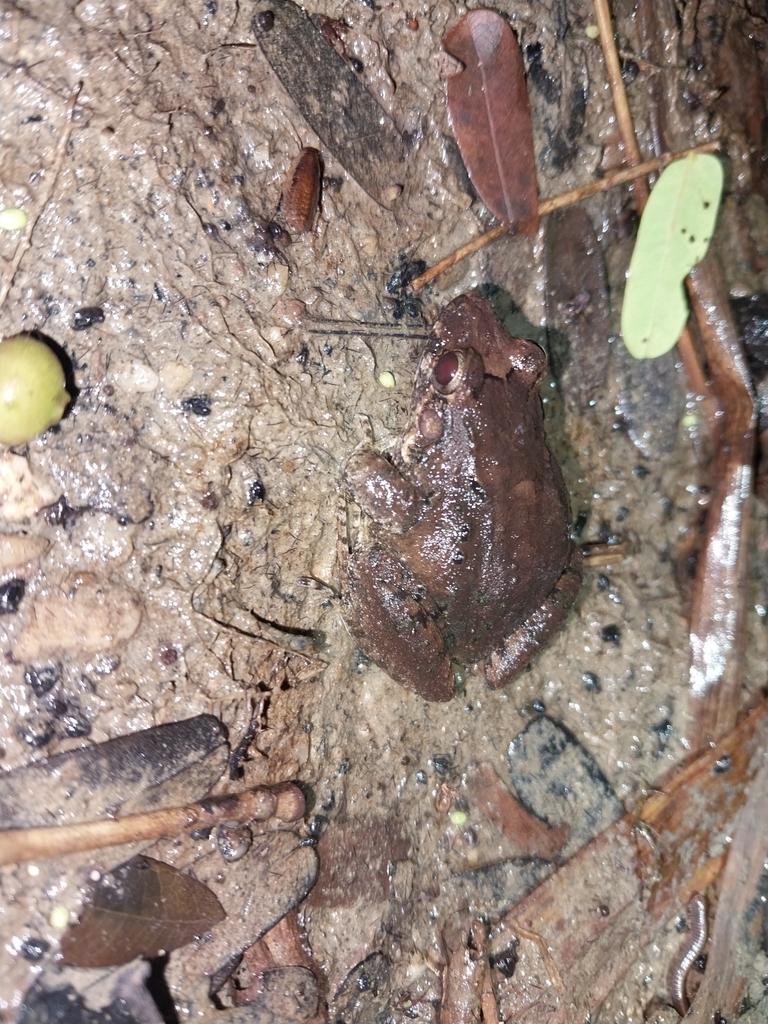 Smooth-skinned Ditch Frog from Sangre Grande Regional Corporation ...