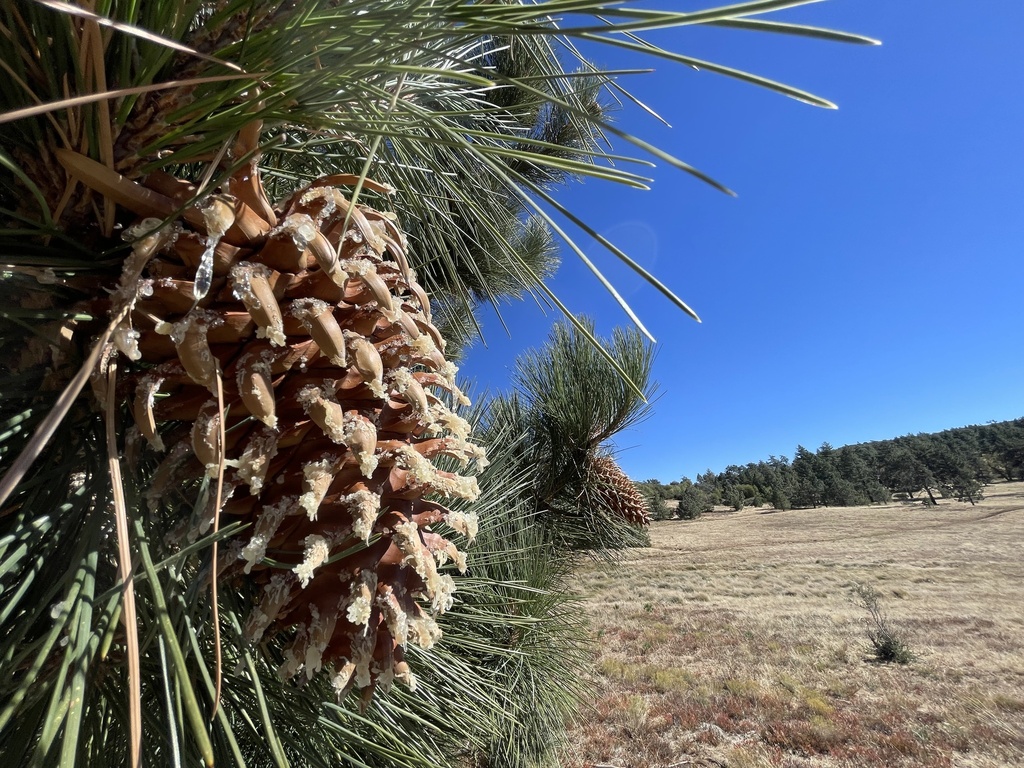 Coulter pine from Cleveland National Forest, Mount Laguna, CA, US on ...
