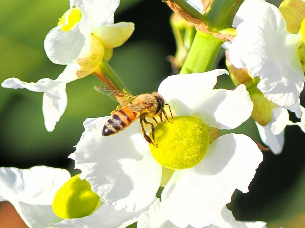 Western Honey Bee from Green Cay Nature Center & Wetlands, Boynton ...