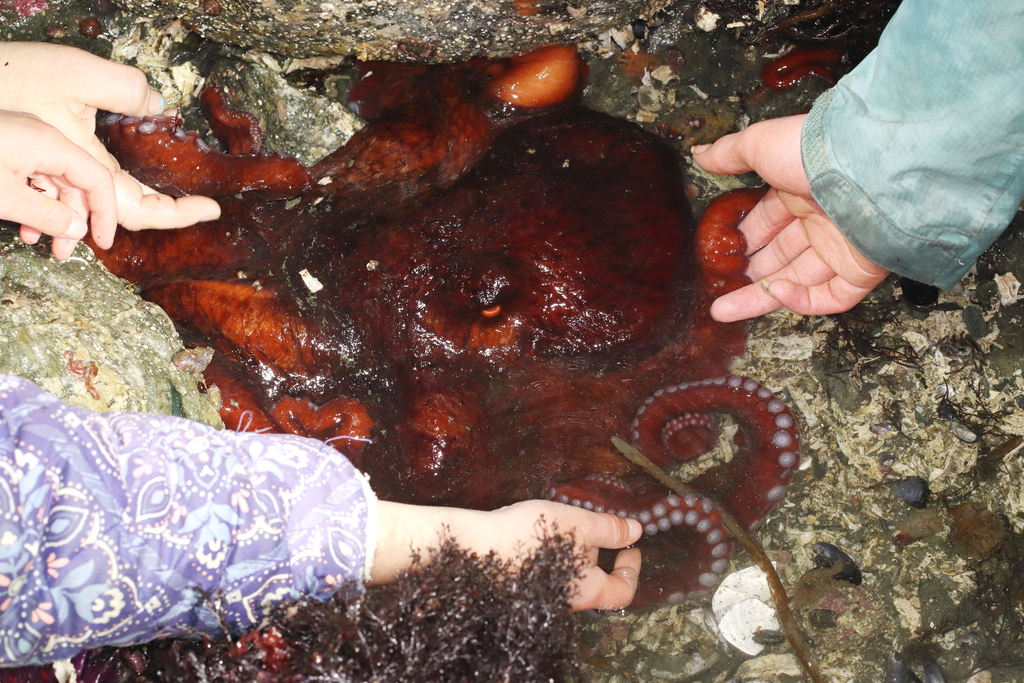 Giant Pacific Octopus from Inside Beach on October 28, 2023 at 09:17 PM ...
