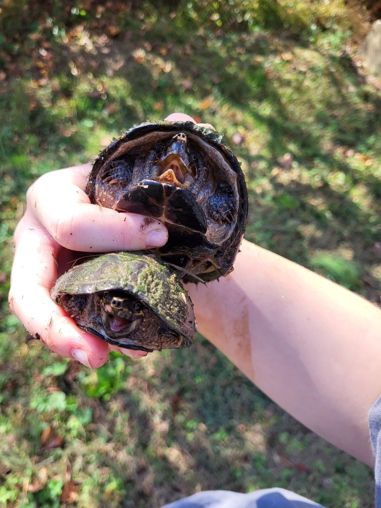 Eastern Musk Turtle in October 2023 by Danica · iNaturalist